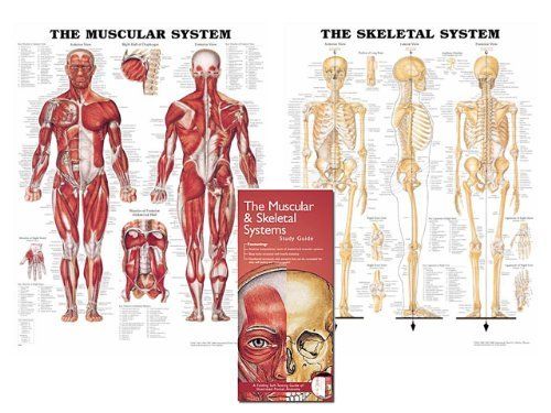 Muscular System Chart & Skeletal System Anatomical Chart with Study ...